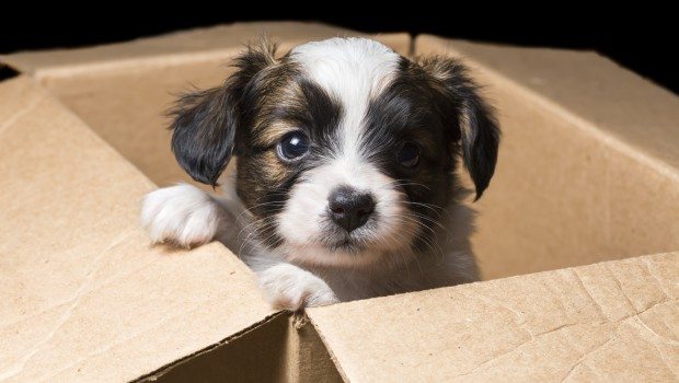 Top 10 pictures of puppies...in boxes | McCarthy's Removals